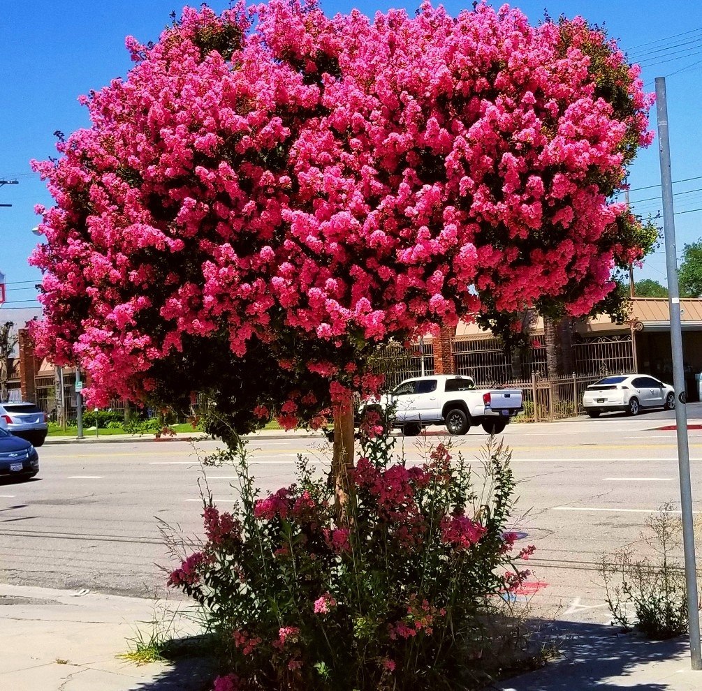Lagerstroemia Petite Pink doniczka 2L